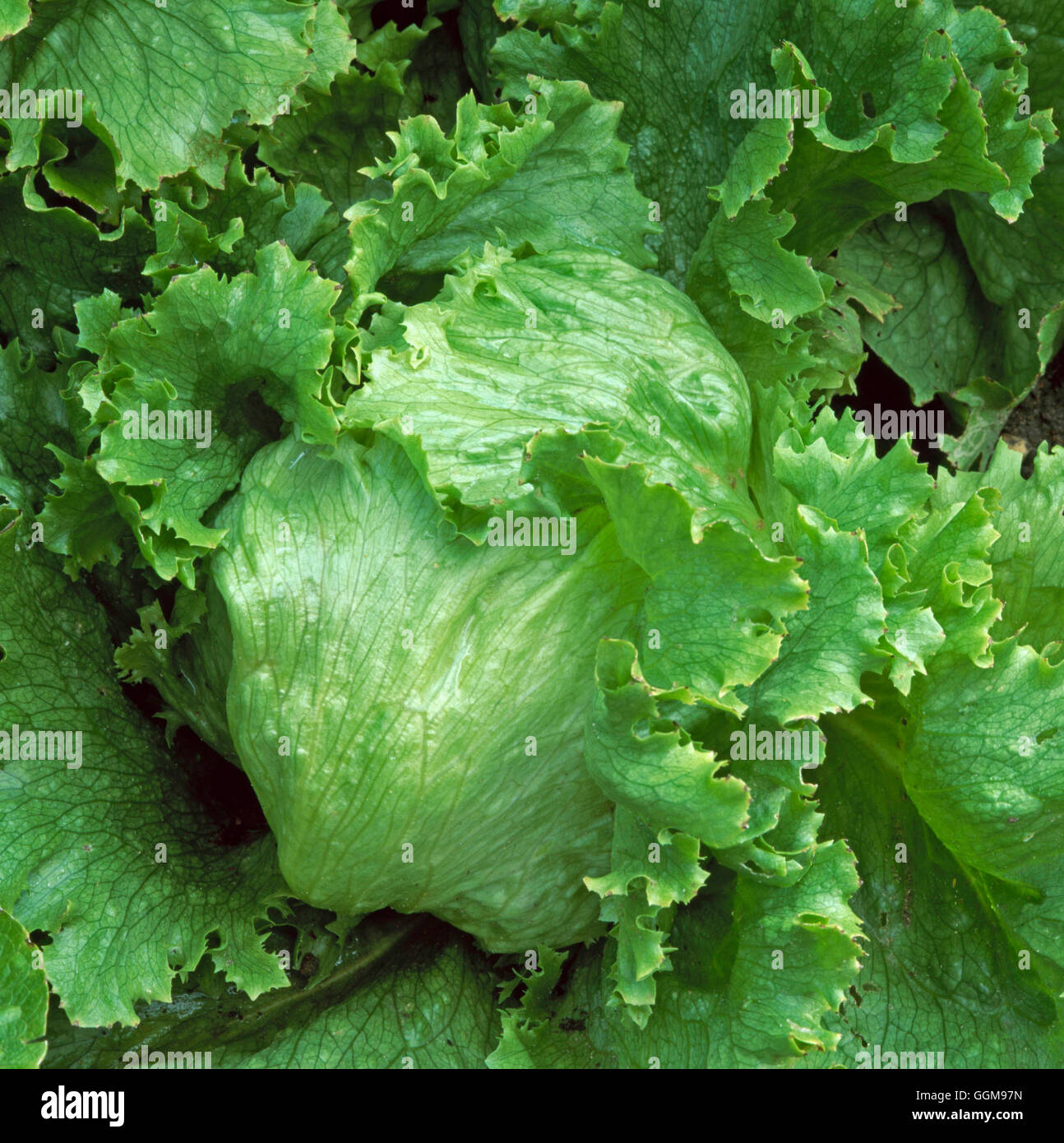 Lakeland Lettuce Keeper at Kristina Hertz blog